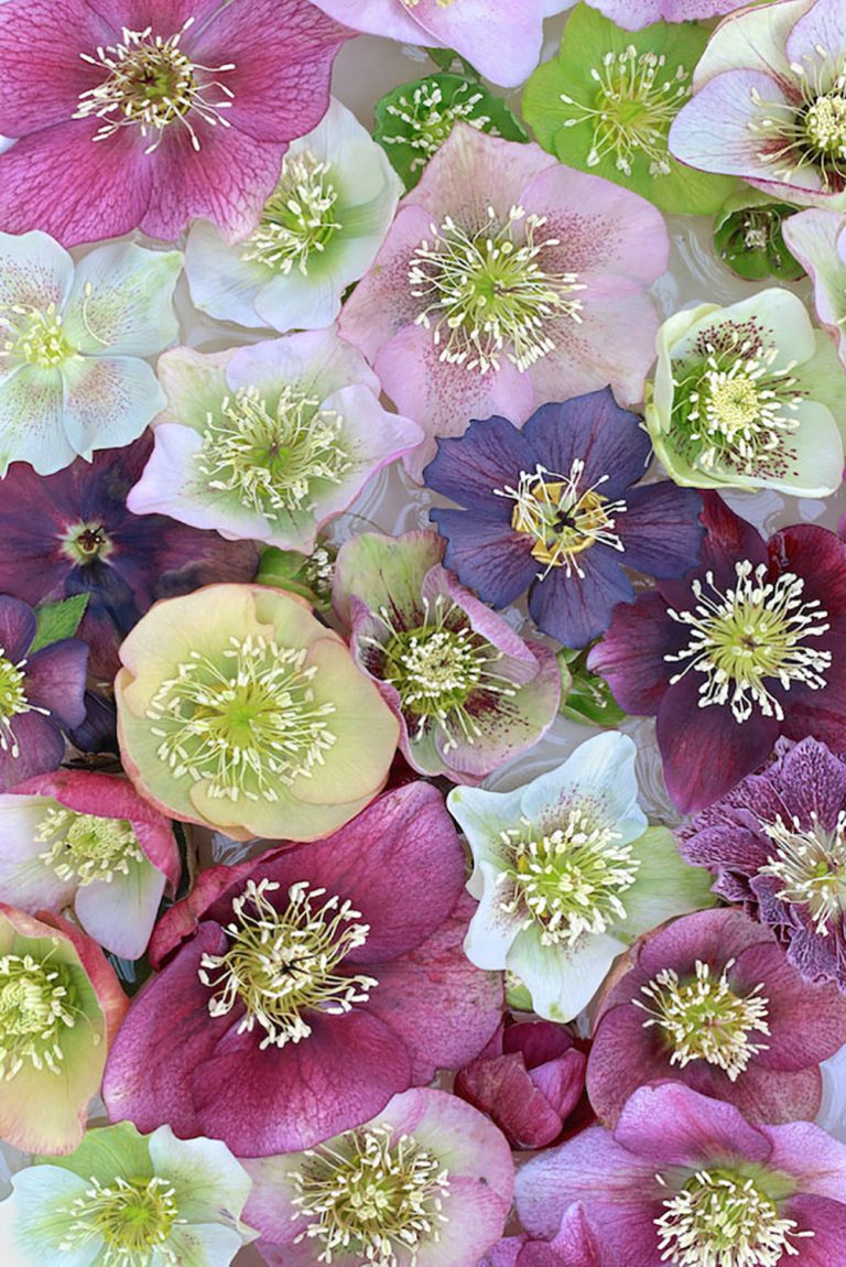 cedric_pollet_photographe_ecorce_art_jardin_dhiver_talents_dorigine ...