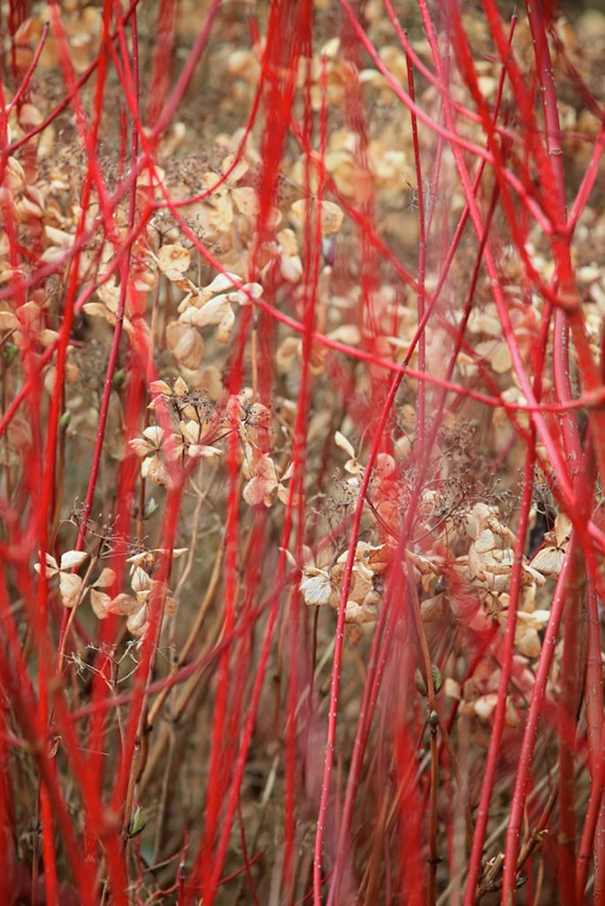 cedric_pollet_photographe_ecorces_art_jardins_dhiver_talents_dorigine ...