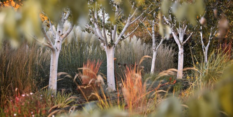 cedric_pollet_photographe_ecorces_art_jardins_dhiver_talents_dorigine ...