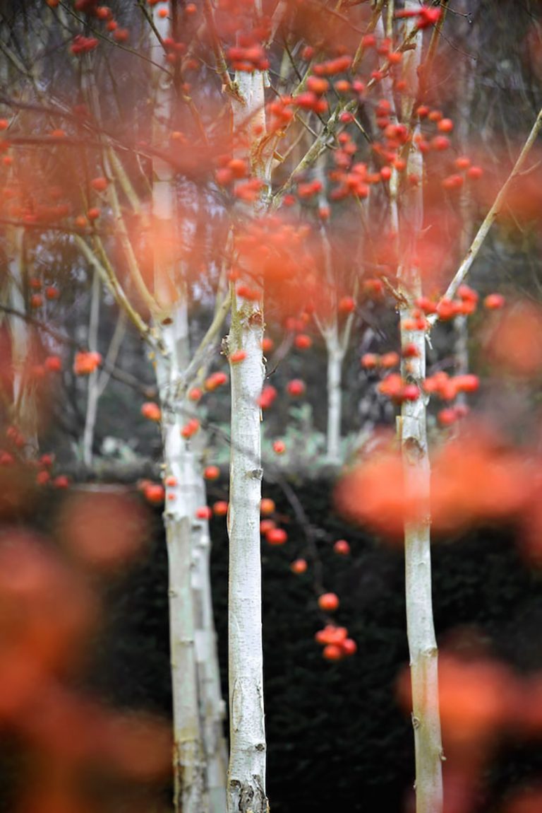 cedric_pollet_photographe_ecorces_art_jardins_dhiver_talents_dorigine ...