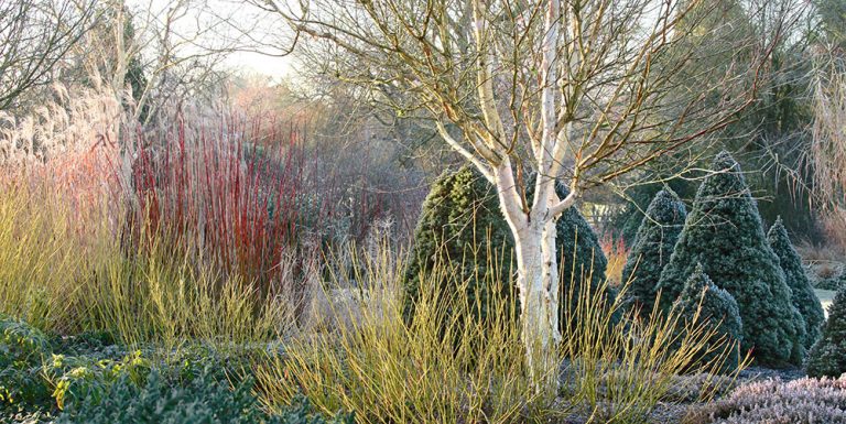 cedric_pollet_photographe_ecorces_art_jardins_dhiver_talents_dorigine ...